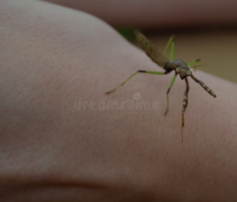 Kung-fu mantis stock photo. Image of hand, mantis, kungfu - 125137530