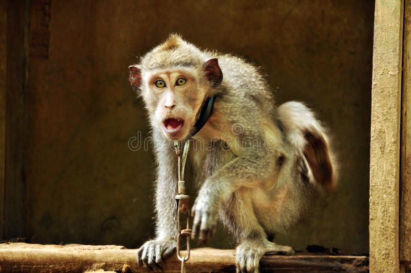 Kung Fu Monkey imagen de archivo. Imagen de fuerza, animal - 36630873