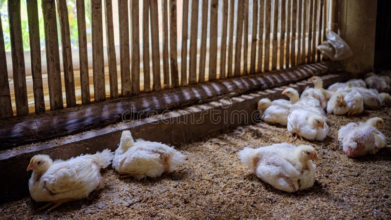 Chicken farm stock photo. Image of cluck, chick, broilers - 290804926