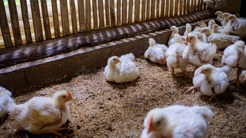 Chicken farm stock image. Image of animal, eating, business - 290804871