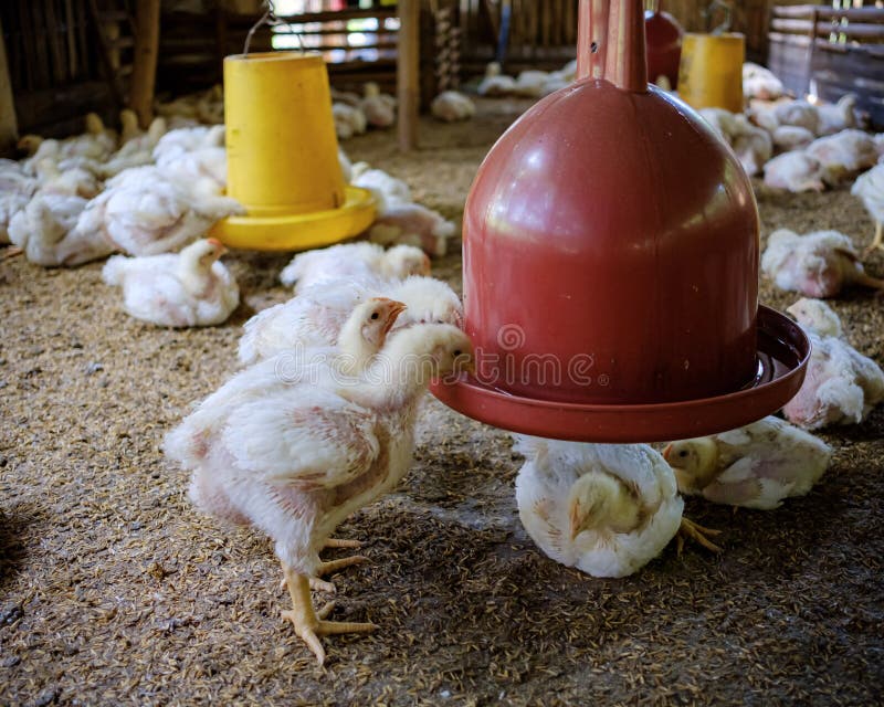 Chicken farm stock image. Image of agribusiness, country - 290805029