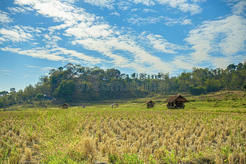 Kuningan west java stock photo. Image of field, environment - 290886116