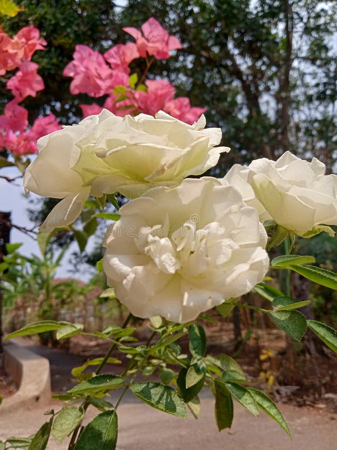 Kuningan - Indonesia, October 23 2023: White Roses Blooming in the Yard ...