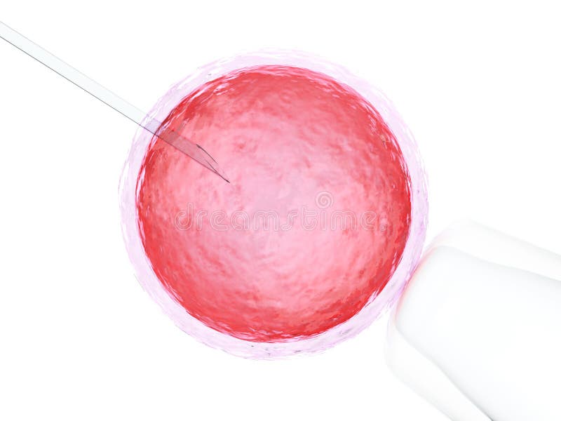 Kunstmatige inseminatie stock illustratie. Illustration of eitje - 2343088