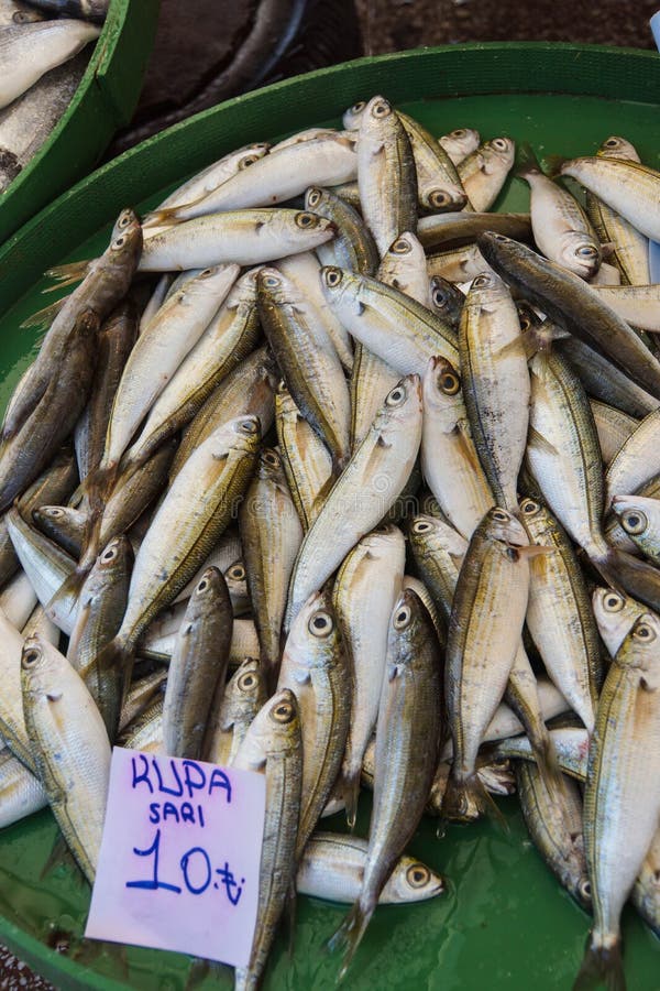 Kupa fish stock image. Image of market, food, fish, natural - 42766163