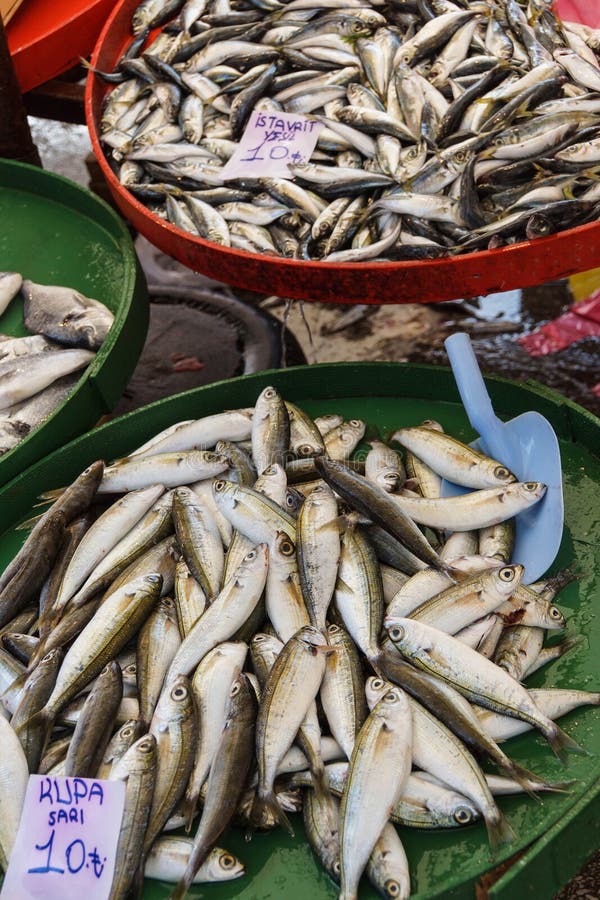 Kupa fish stock photo. Image of smelt, fish, kupa, seafood - 42867864