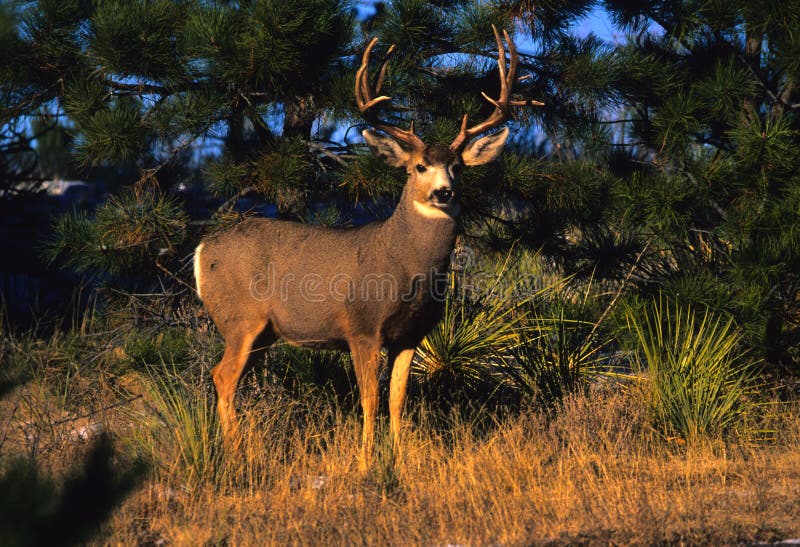 Duży samiec jelenia mulaka zdjęcie stock. Obraz złożonej z outdoors ...