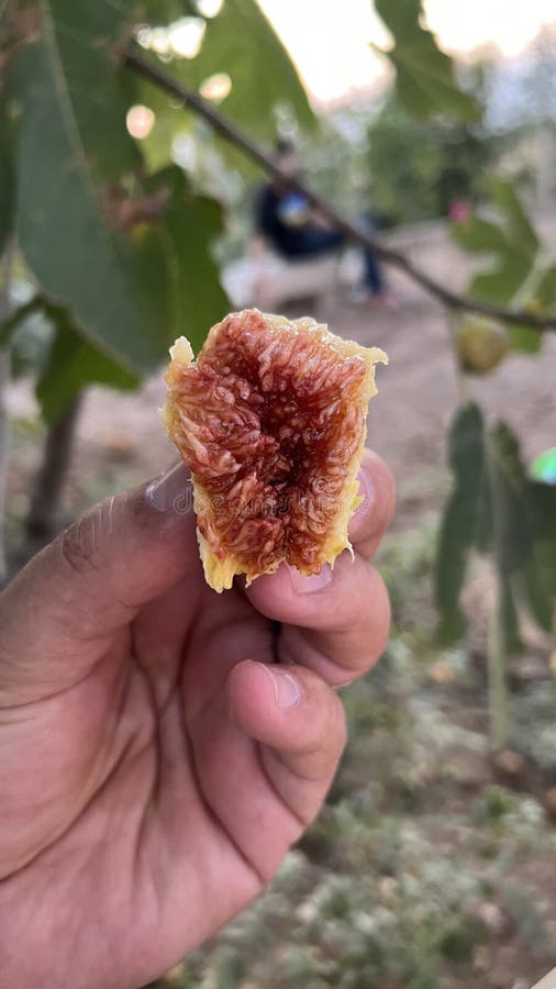 Kurdish fig stock photo. Image of fruit, blossom, colour - 338508022