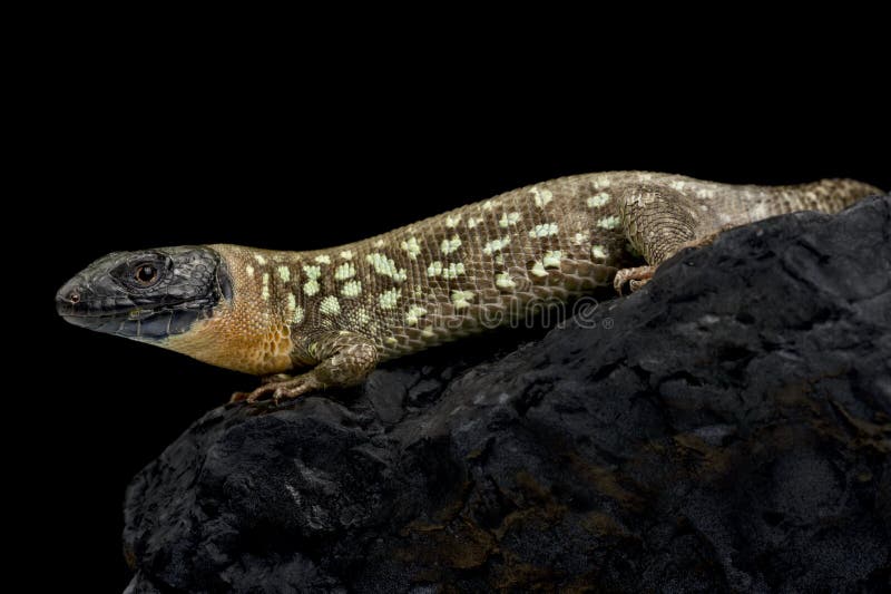 Timon Kurdistanicus Stock Photos - Free & Royalty-Free Stock Photos ...