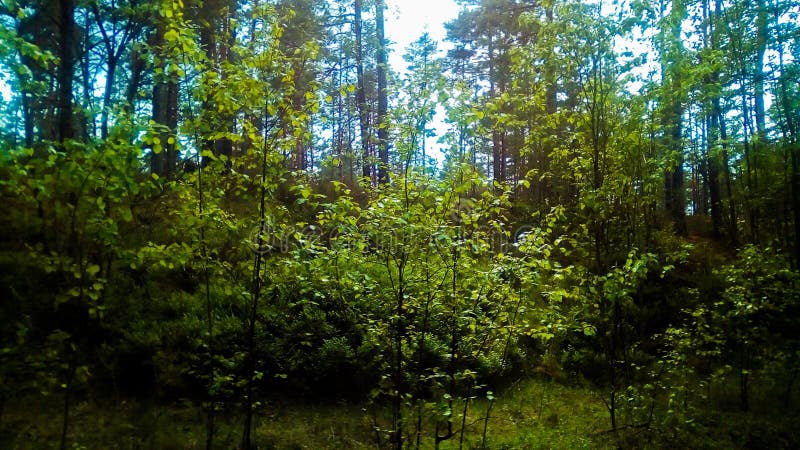 The Kurgalsky Nature Reserve, Russia Stock Photo - Image of russia ...