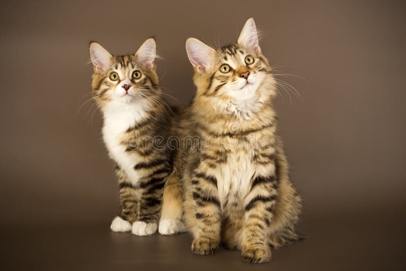 Bengal Cats stock photo. Image of whiskers, brown, furry - 4388982