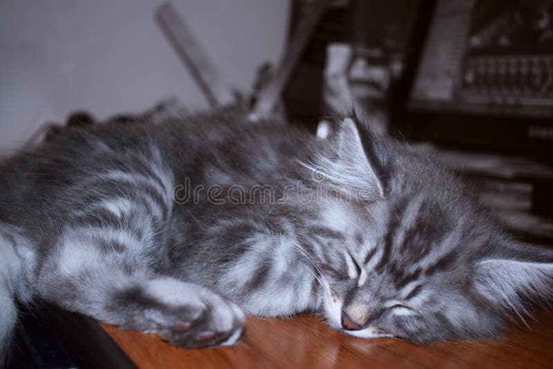 Kuril Bobtail Kitten Blue Silver Marble Tabby Stock Image - Image of ...