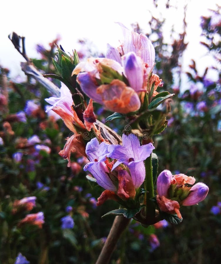Kurinji Flower stock image. Image of flower, blooms - 124066223