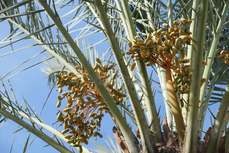 Kurma fresh on tree stock photo. Image of cone, industry - 142231040