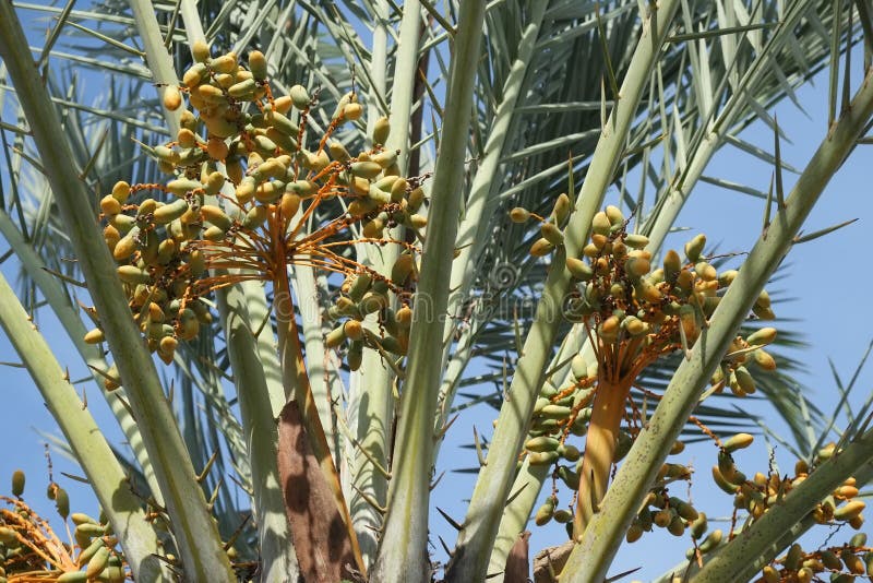 Kurma fresh on tree stock photo. Image of brown, beauty - 142230918