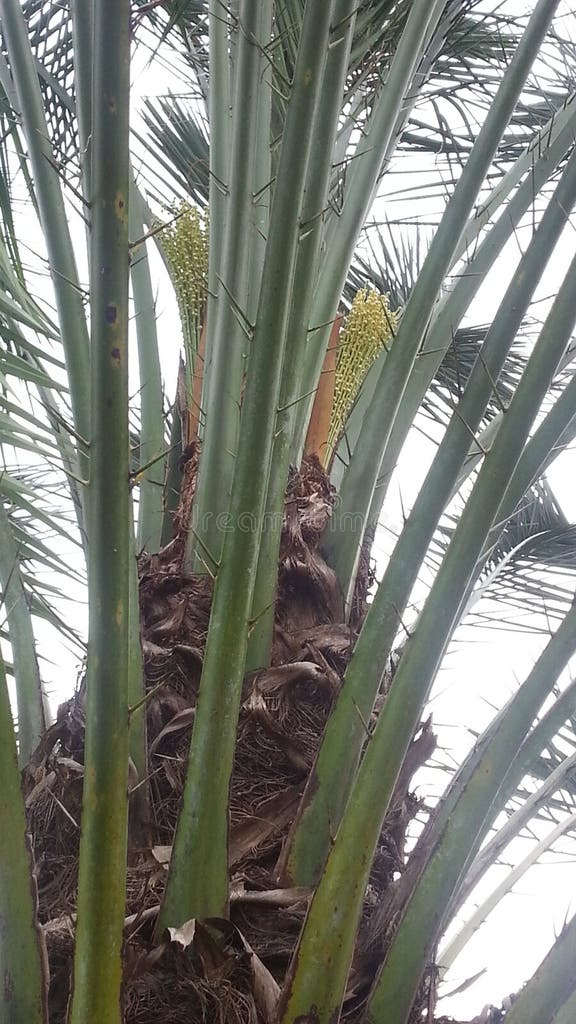 Kurma tree stock photo. Image of outdoor, tree, kurma - 127491010