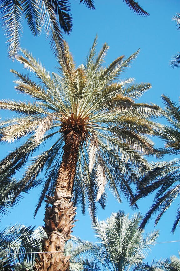 Kurma tree stock image. Image of tree, plant, produce - 262557759