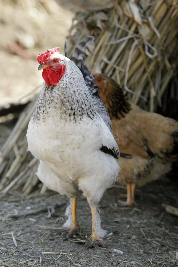 Rolny kogut obraz stock. Obraz złożonej z gospodarstwo - 19301357