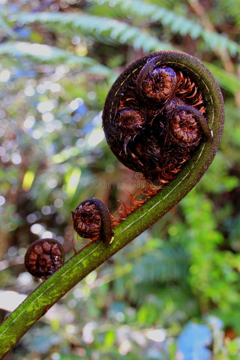 Kuro Plant Stock Photos - Free & Royalty-Free Stock Photos from Dreamstime