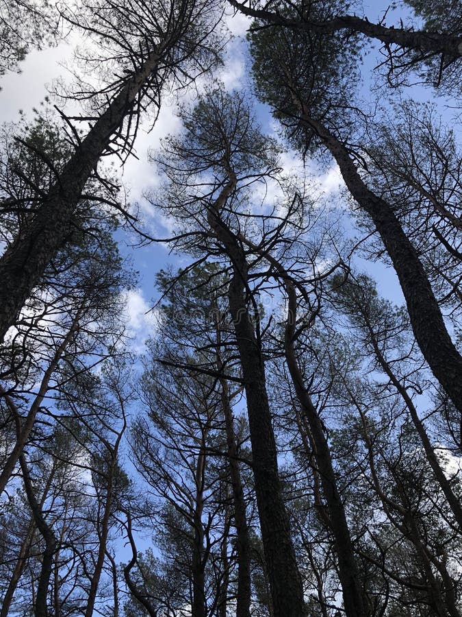 Pine wood in Kursiu nerija stock image. Image of pine - 181055703