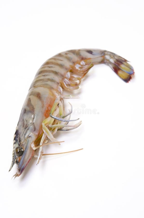 Kuruma prawn stock image. Image of lobster, kuruma, life - 23212383