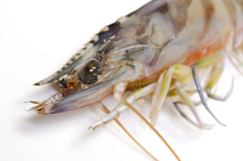 Kuruma prawn stock photo. Image of invertebrate, fresh - 23212392