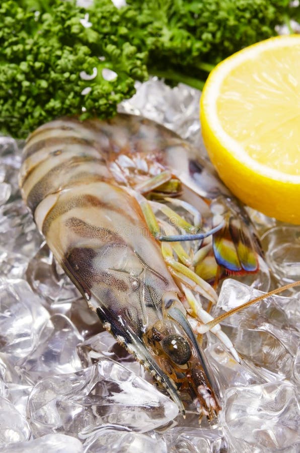 Kuruma prawn stock image. Image of healthy, seafood, eating - 23212387