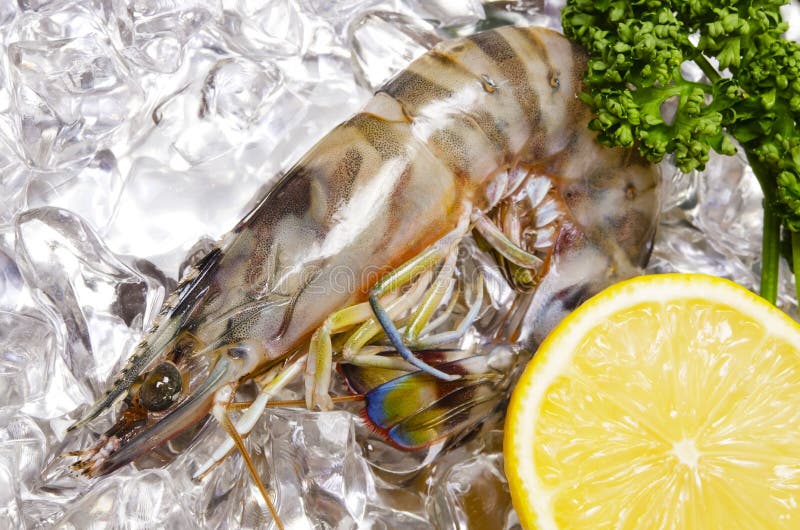 Kuruma prawn stock photo. Image of invertebrate, fresh - 23212392