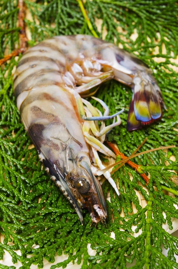 Kuruma prawn stock image. Image of seafood, japanese - 23212395