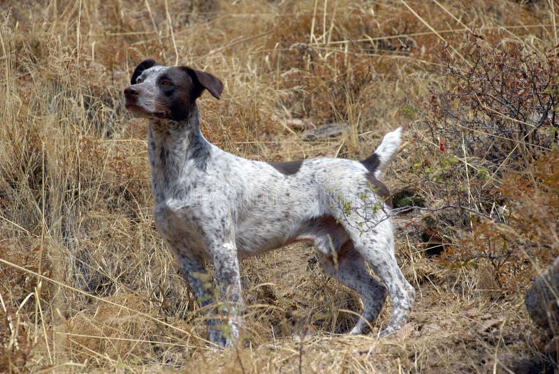Kurzhaar, German Pointer, German Shorthair Pointer Stock Photo - Image ...