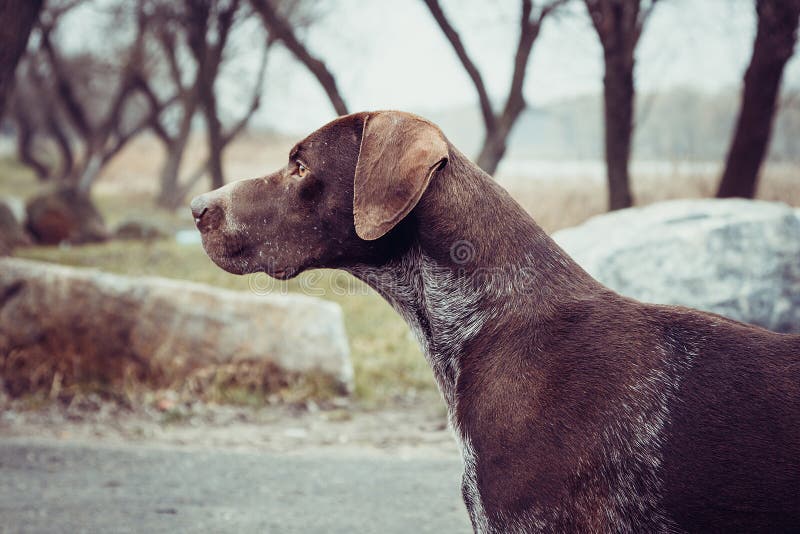 German Shorthaired Pointer - Hunter Dog Stock Image - Image of hunter ...