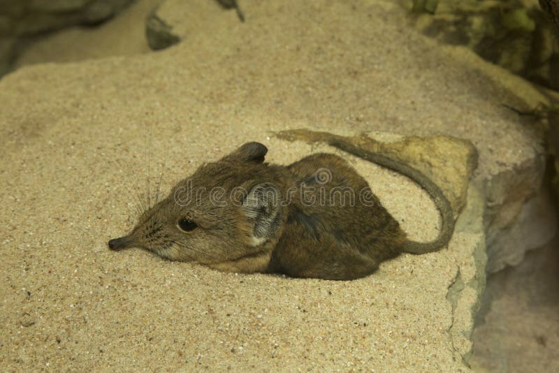 Elefant-Spitzmaus stockfoto. Bild von spitzmaus, elefant - 15242452