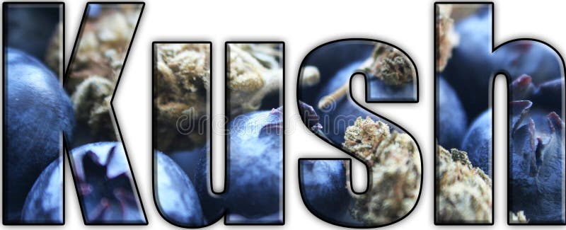 Kush Logo with Bud & Blueberries Inside Lettering Stock Illustration ...