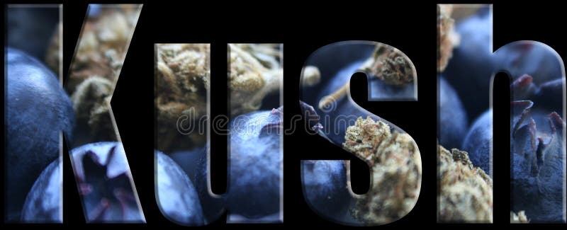 Kush Marijuana Logo High Quality Foto de archivo - Imagen de junta ...