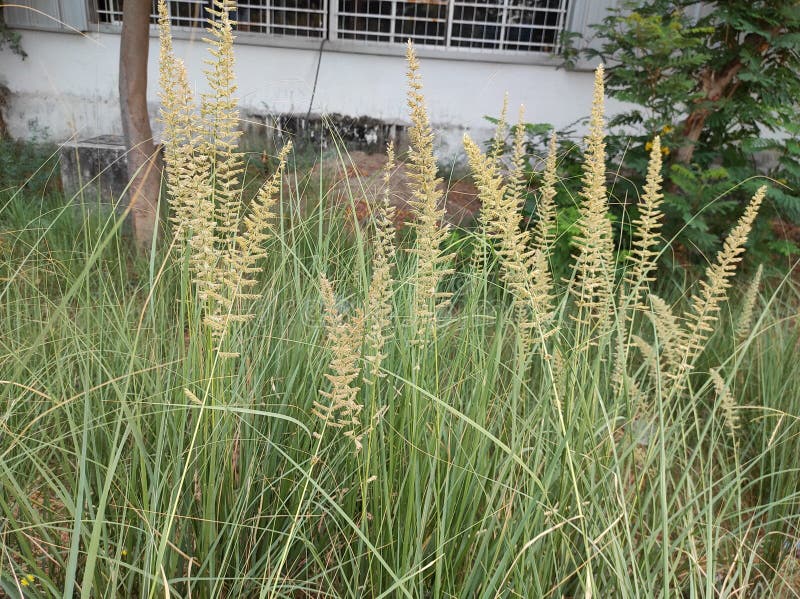 Kush or Eragrostis Cynosuroides Big Grass Stock Photo - Image of color ...
