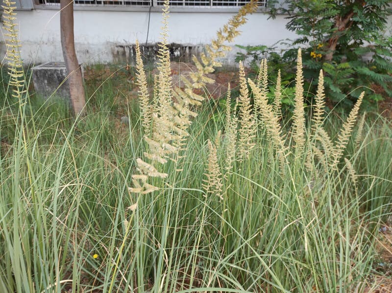 Kusha Grass Photos - Free & Royalty-Free Stock Photos from Dreamstime