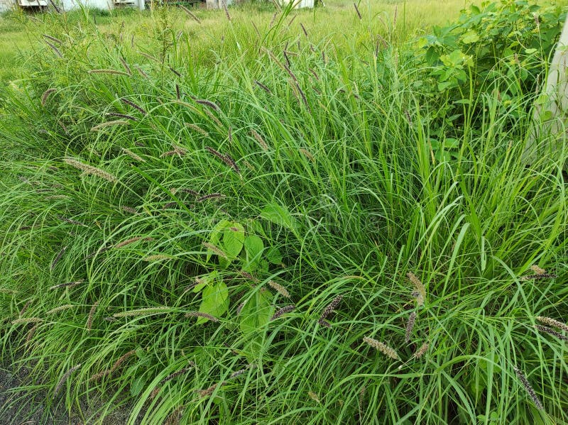 Kusha Grass Photos - Free & Royalty-Free Stock Photos from Dreamstime
