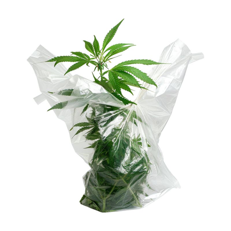 Kush Plant on Transparent Background - Ai Generated Stock Illustration ...