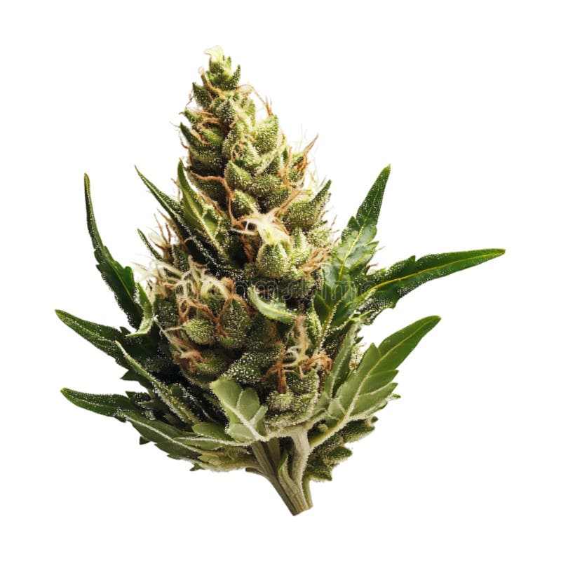Kush Plant on Transparent Background - Ai Generated Stock Illustration ...