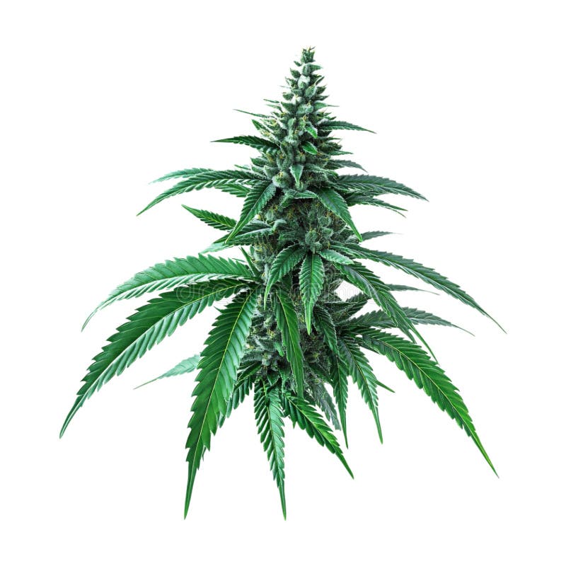 Kush Plant on Transparent Background - Ai Generated Stock Illustration ...