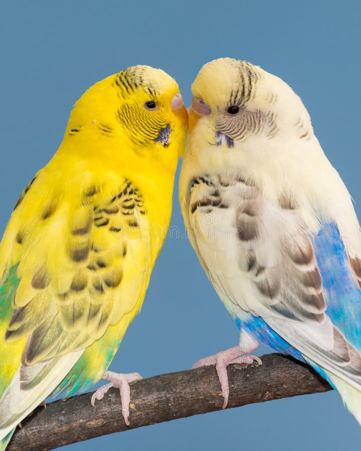 Kussende Parkieten stock foto. Image of naakt, buiten - 70349090