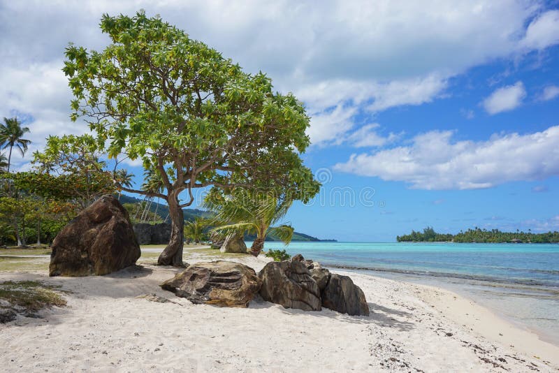 Kustlandschapsstrand Met Rots Franse Polynesia Stock Foto - Image of ...