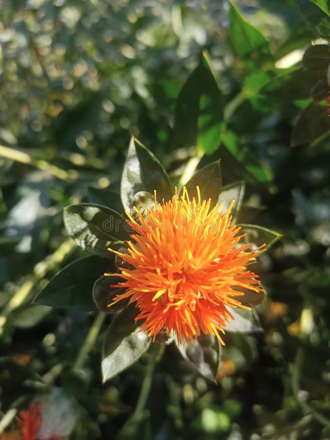 Kusum Flower Stock Photos - Free & Royalty-Free Stock Photos from ...