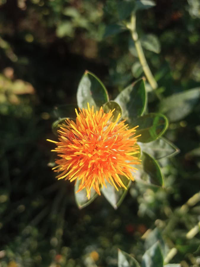 Kusum Flower Stock Photos - Free & Royalty-Free Stock Photos from ...