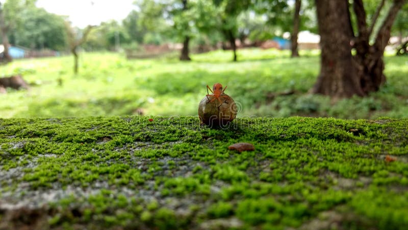 Kusum keeda stock image. Image of hercules, insect, kusum - 75476011