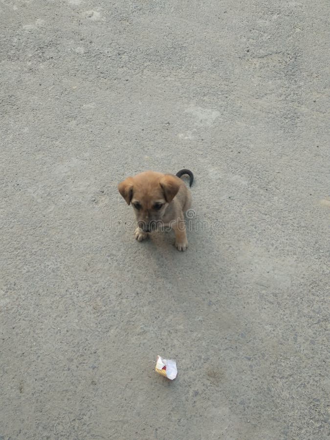 Kute Puppy Stock Photos - Free & Royalty-Free Stock Photos from Dreamstime