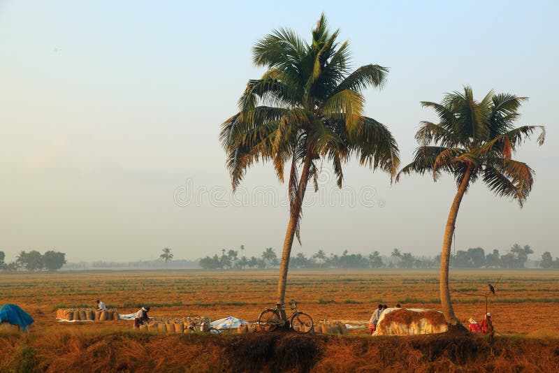 Kuttanadu, Kerala. photo stock. Image du maison, horizontal - 34920508