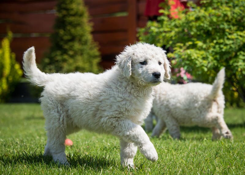 Kuvasz puppy stock image. Image of animal, newborn, happy - 73078103