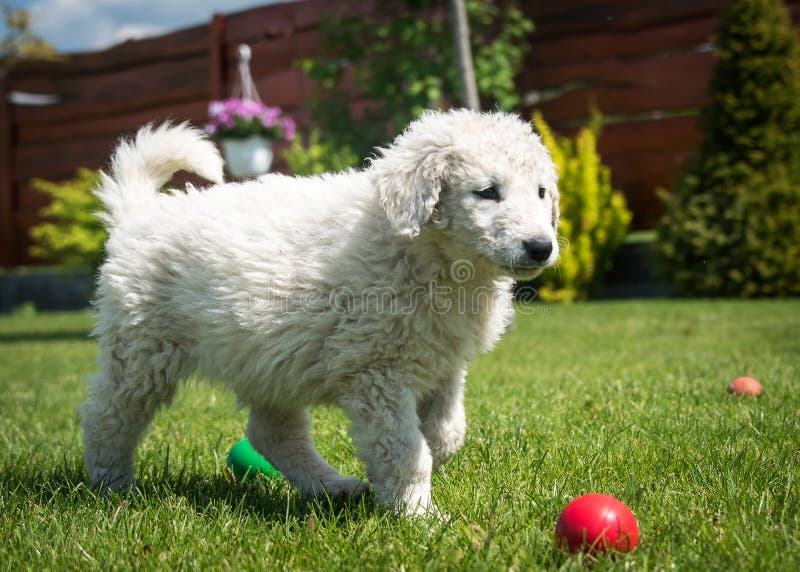 Kuvasz puppy stock photo. Image of animal, kuvasz, domestic - 73078162