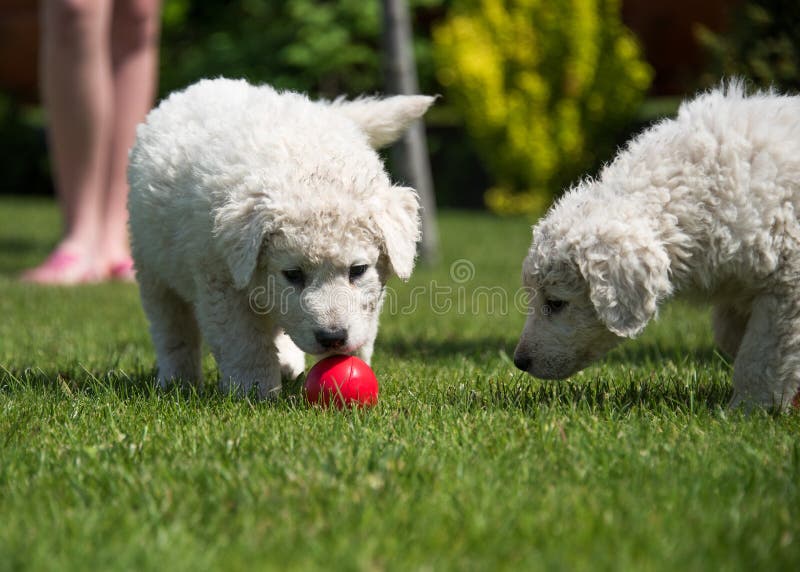 Kuvasz puppy stock photo. Image of kuvasz, field, newborn - 73078166